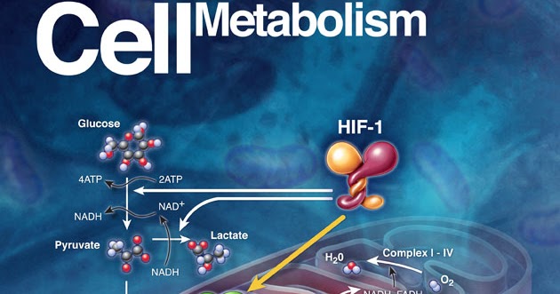 crossthelimit: Metabolismul aerobic și anaerobic