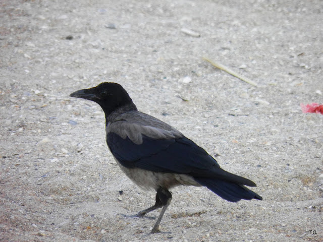 PASARI DIN ROMANIA: CIOARA GRIVA, Corvus cornix