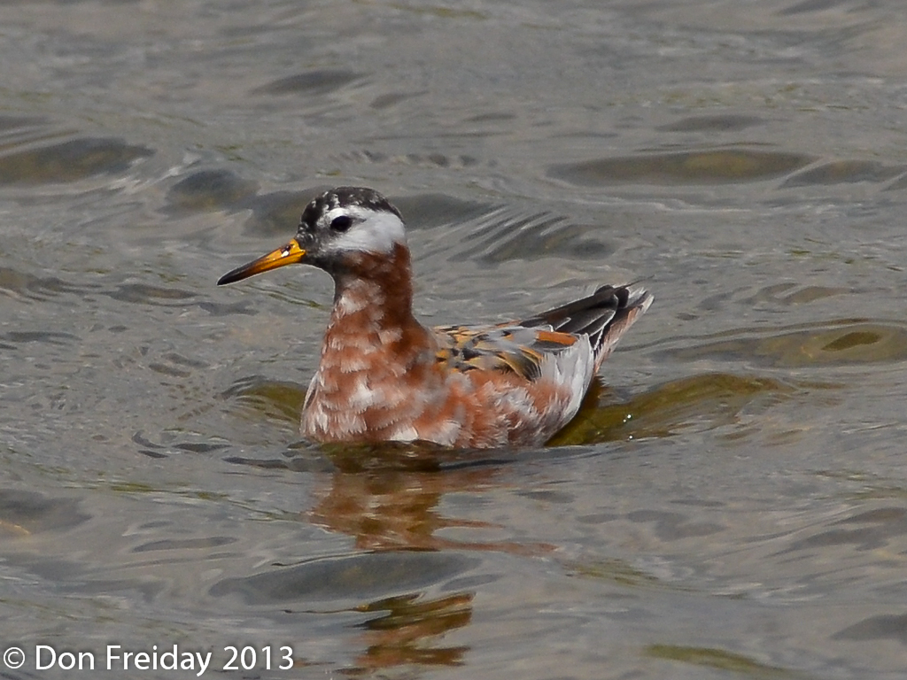 The Freiday Bird Blog: Thoughtful Thursday: Timing