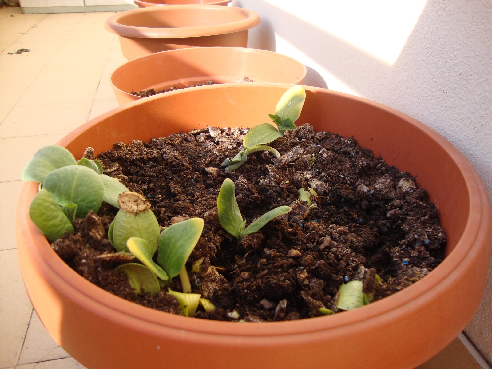 A economia cá de casa: Uma mini-horta na Varanda!