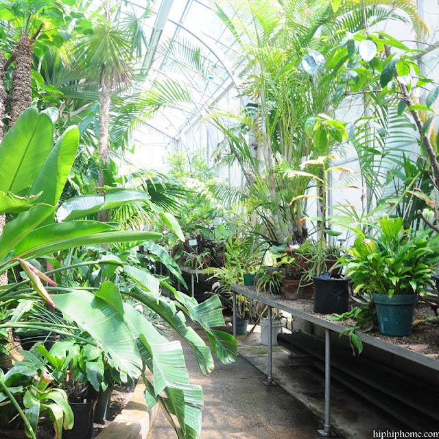 LOCAL FINDS: WELLESLEY COLLEGE GREENHOUSE - HIP HIP HOME!