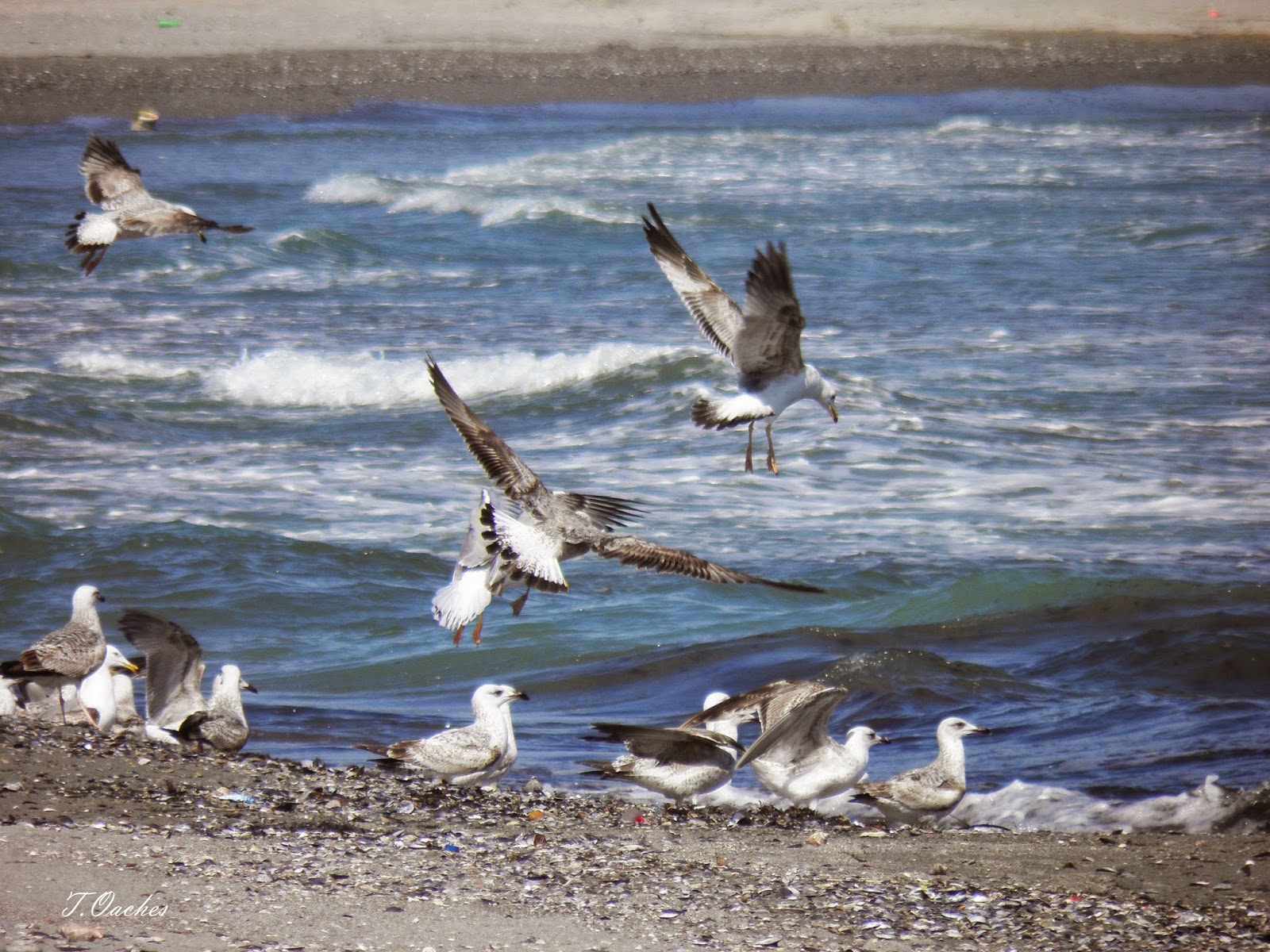 PASARI DIN ROMANIA: PESCARUS CU PICIOARE GALBENE, Larus michahellis
