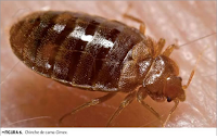 Qfitos: Parásitos hematófagos