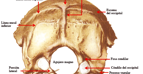 anatomia: hueso occipital