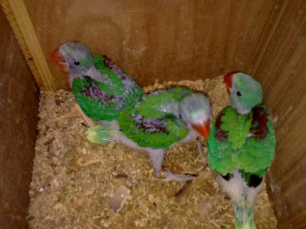 We love Our Bangladesh: Alexandrine Parakeet or Green Parrot (Tiya/Tuta ...