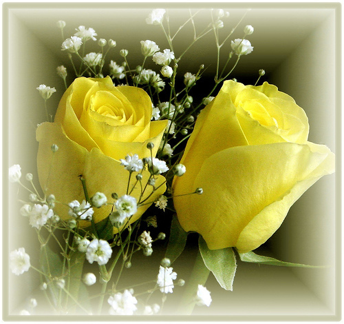 Cute Wallpaper's: Cute Yellow Roses