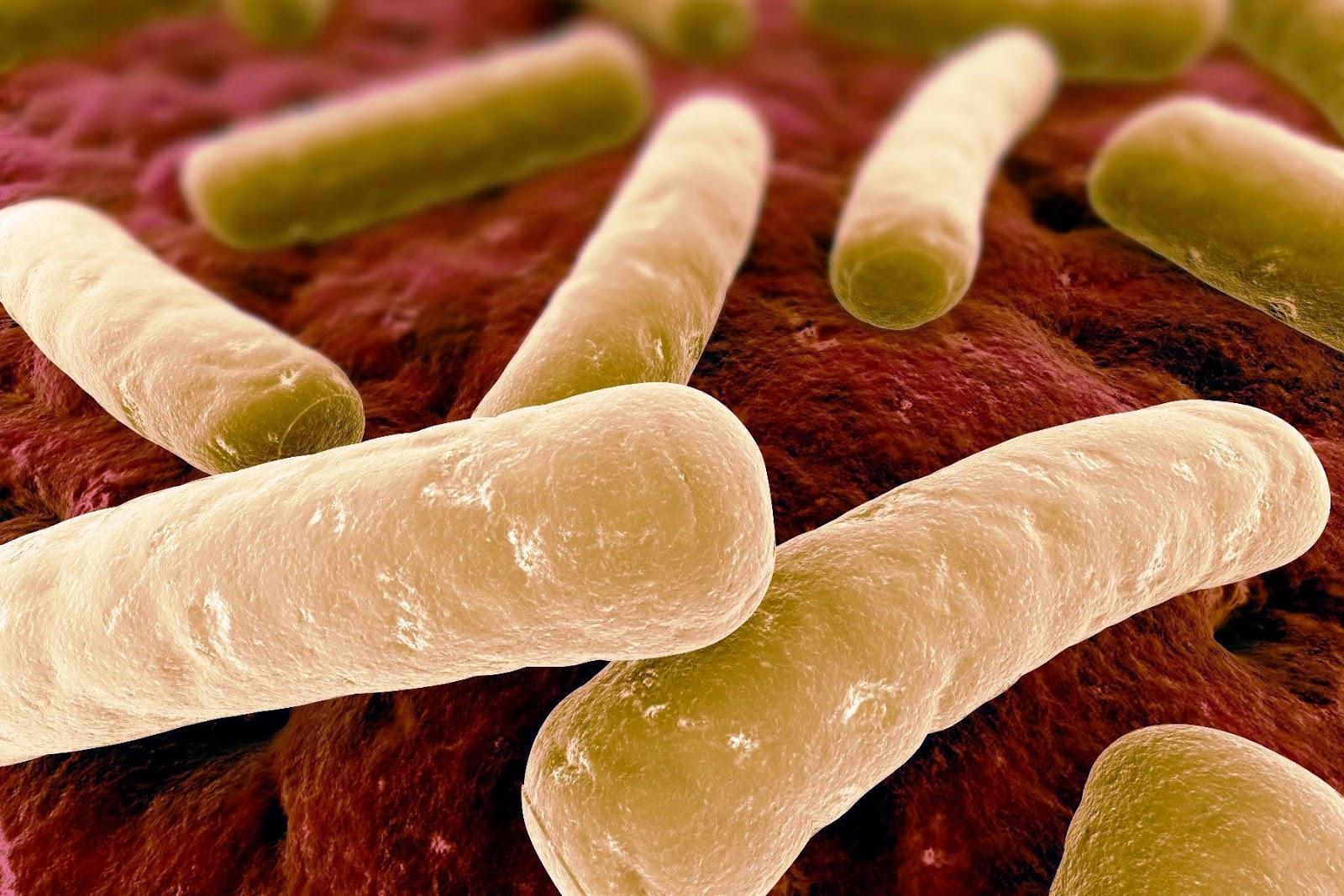 Clostridium Difficile – Definição, Causas, Perigos, Diagnóstico ...