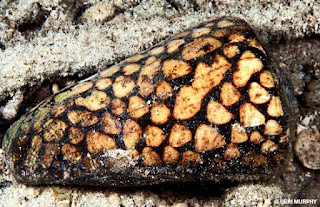 Moana Nui Escuela de Buceo: LA FARMACIA DEL MAR