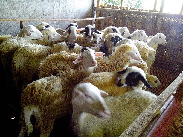 KAMBING DOMBA ( gembel )