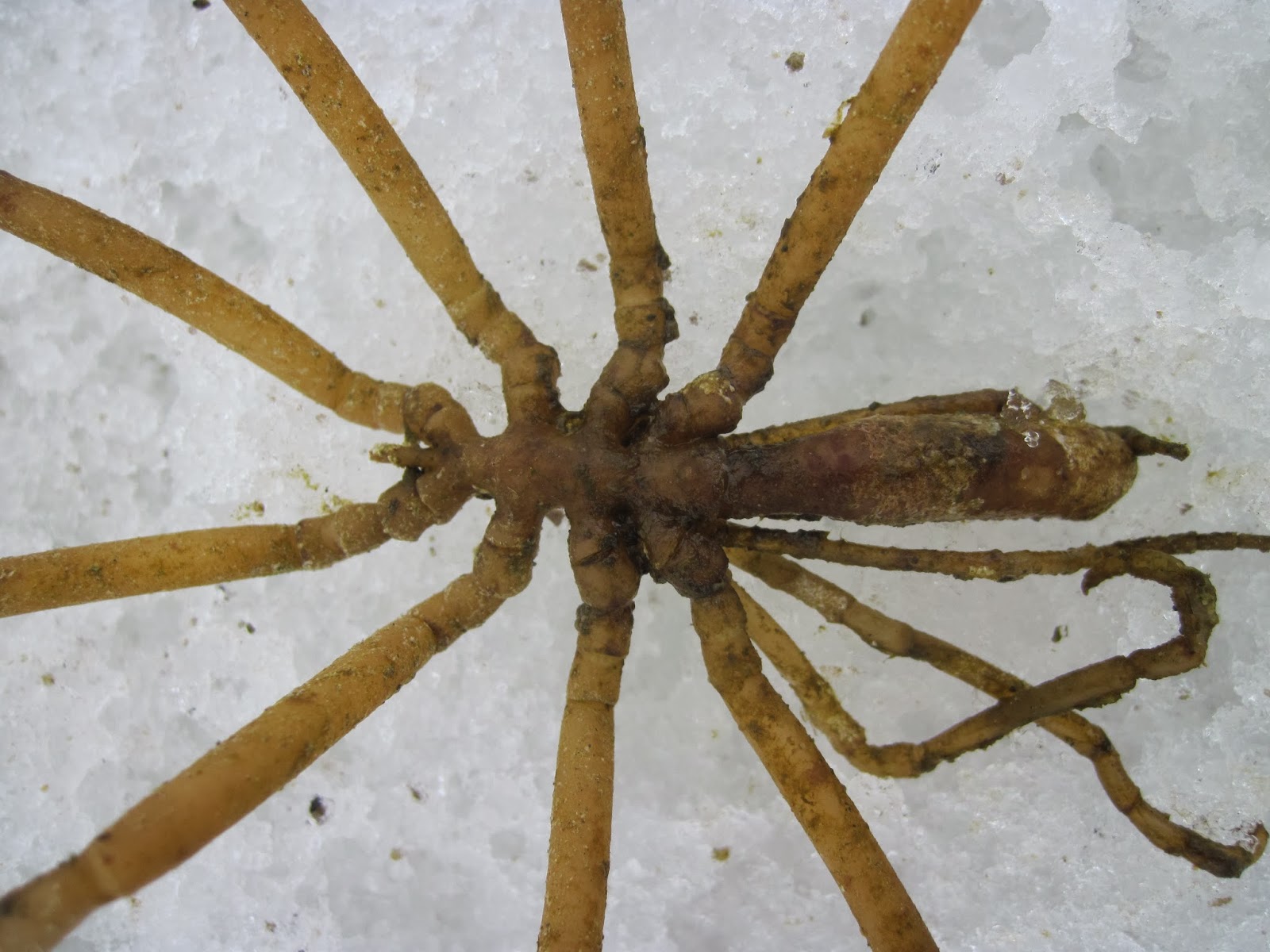 My Antarctic Adventure: Friday 3rd January 2014