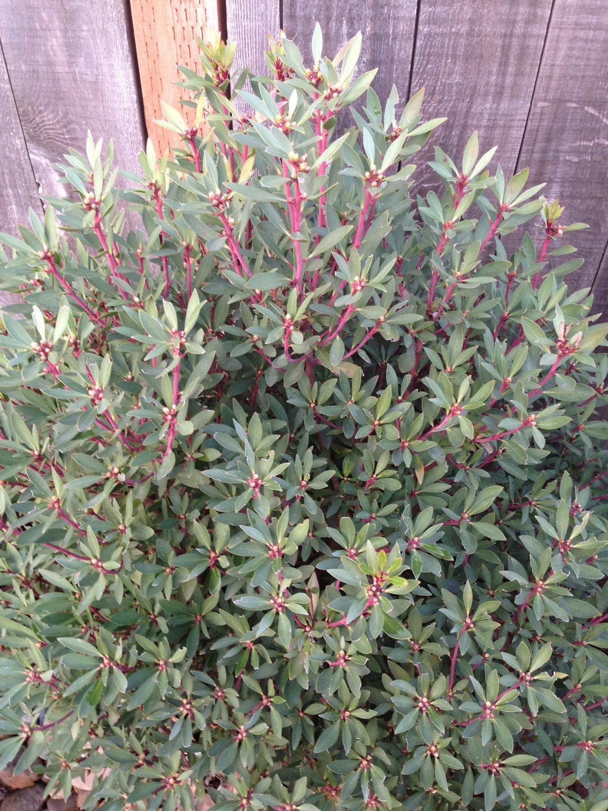 The Lents Farmer: Today's Favorite Plant - Drimys lanceolata