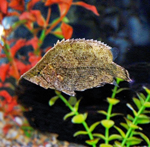 Ikan Daun - Dunia Akuarium