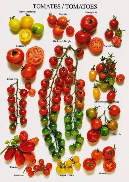 General Picture Group: Multiple of tomatoes picture.