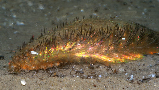 Real Monstrosities: Sea Mouse