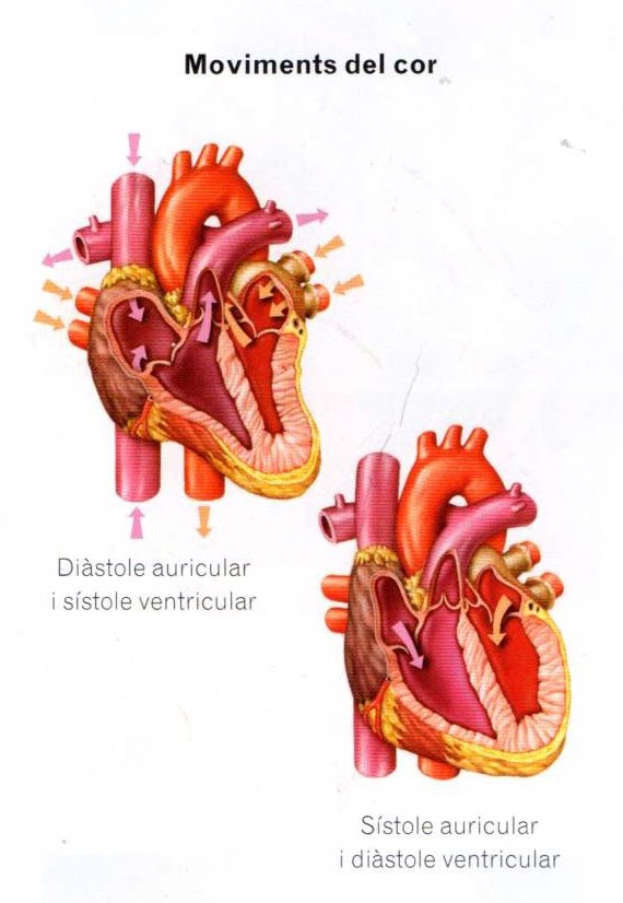 L'aparell circulatori: Cor