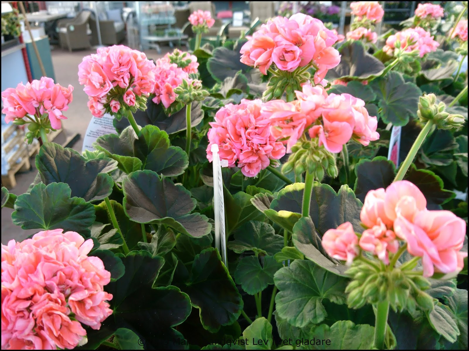 Lev livet gladare: Årets pelargon 2019 blev en chokladpelargon