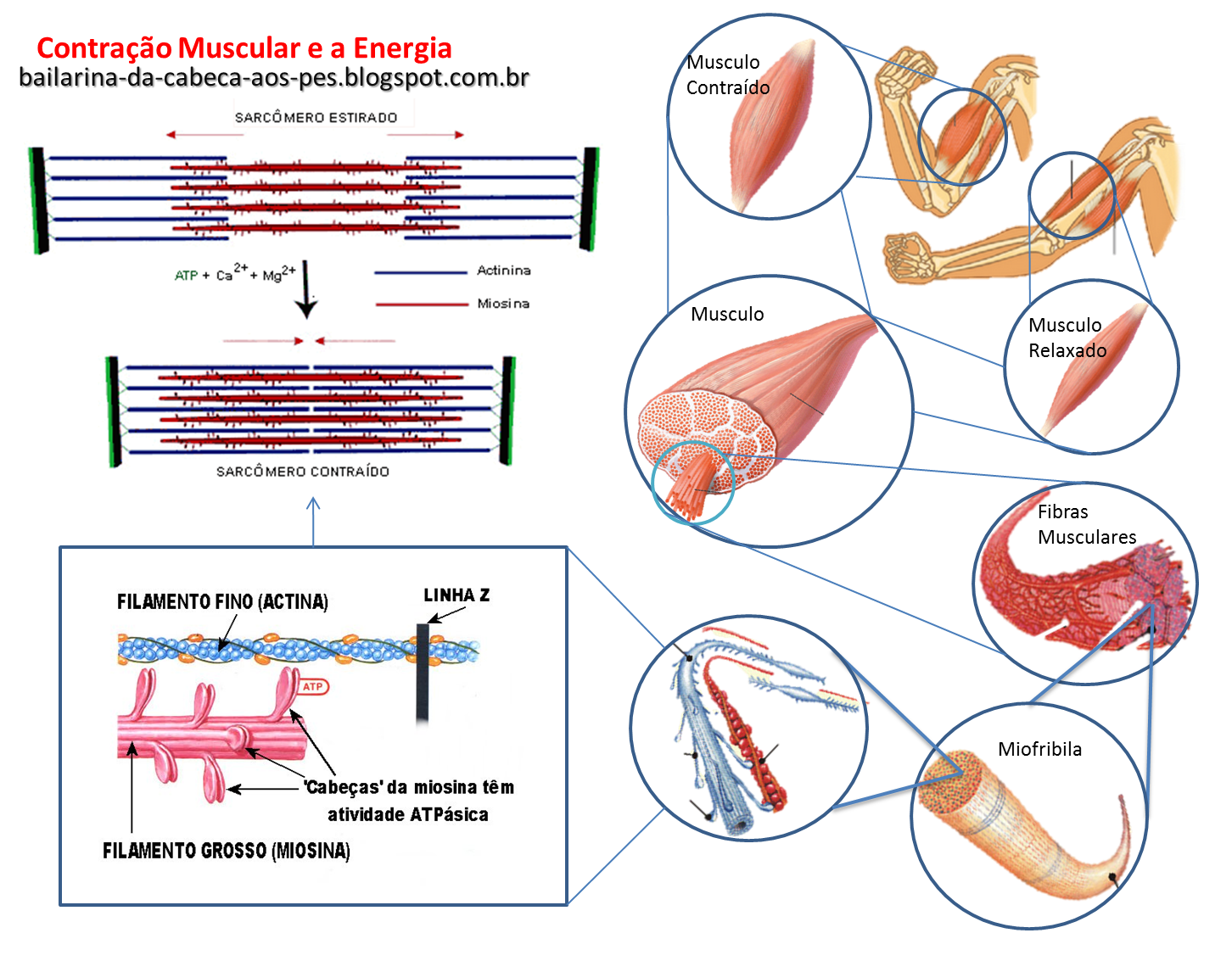 Esquemas - Contração Muscular e a Energia | Bailarina da Cabeça aos Pés