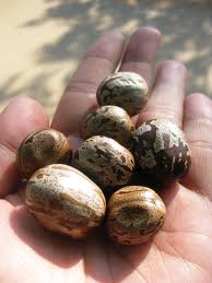 Plantation Rubber: The Benefits of Rubber Seeds