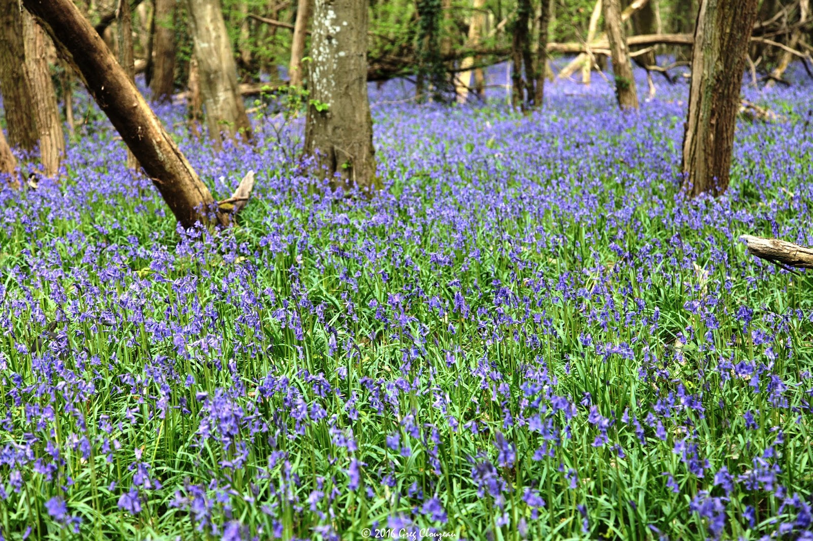 La Jacinthe des bois au Pays de Fontainebleau ~ FontaineBleau Passion