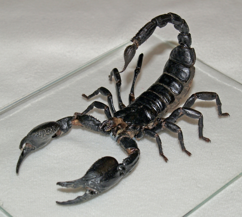 Scorpion | The Biggest Animals Kingdom