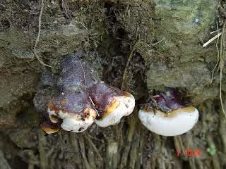 Cara Mengatasi Jamur Ganoderma Pada Kelapa Sawit | Budidaya Sawit ...