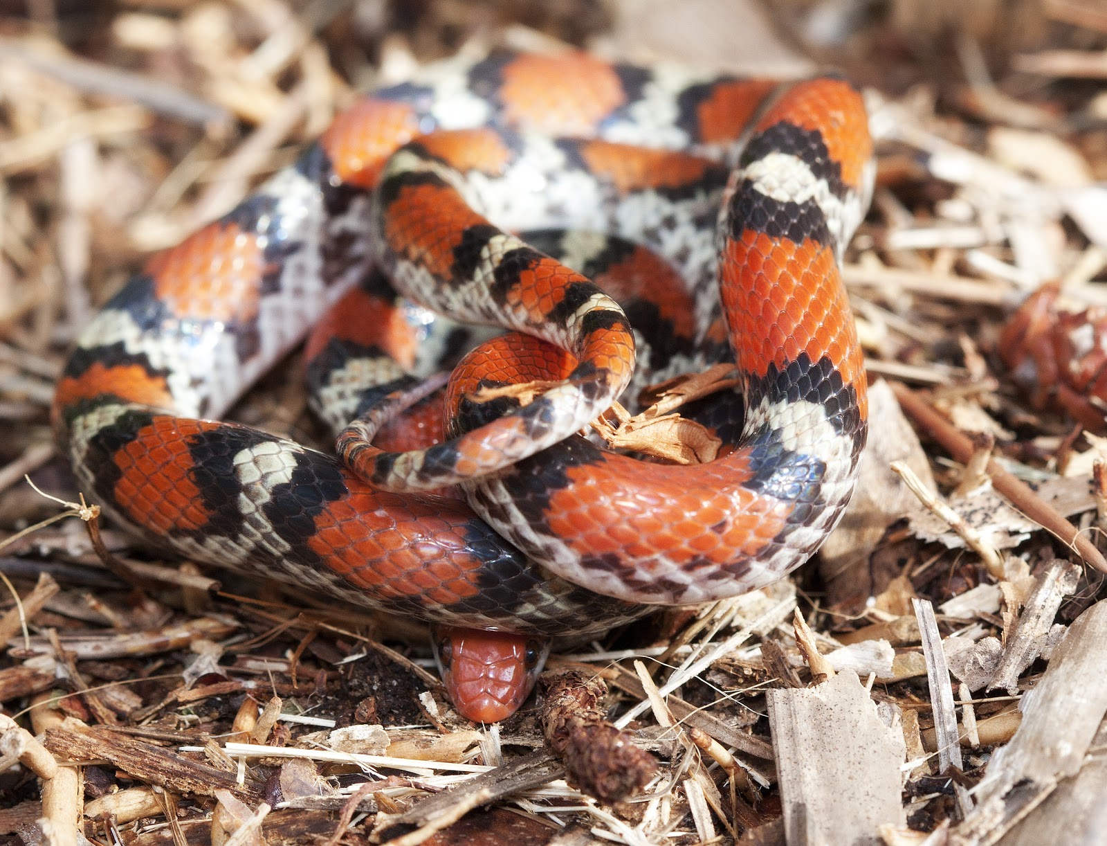 Salamander-Shmalamander: June 2013