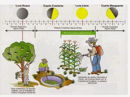 ECOLO(GI)COS " REGENERADORES DE SUELO ": Influencia de la luna en la ...