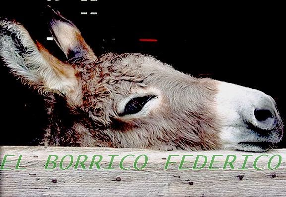 BLOGOCIOLOGICO: EL BORRICO FEDERICO