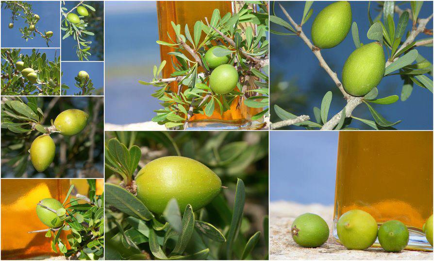Kingdom Of Moroccan Argan Oil: Argan Tree : The Of Tree Of Life