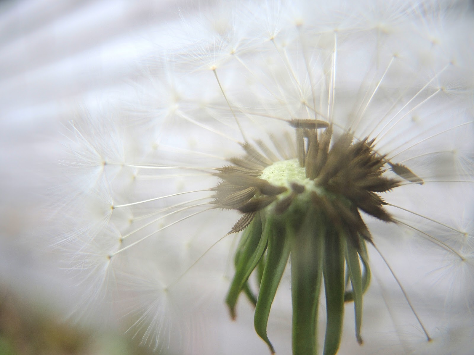 Moois van ' M(i)e': "blaasbloemen"