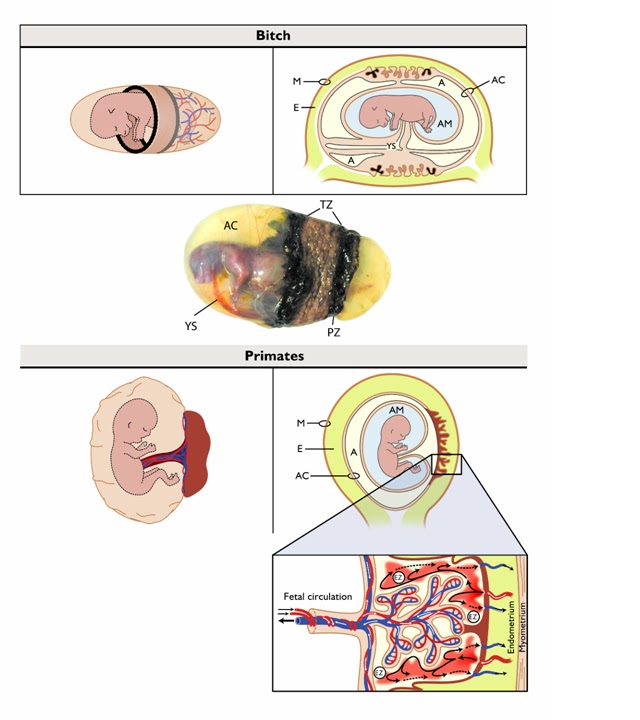 Merrily's Animal Science Journal: Embryogenesis, Recognition ...