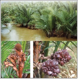 ผลไม้ไทย Thai Fruit: จาก (Nipa palm / Atap palm)