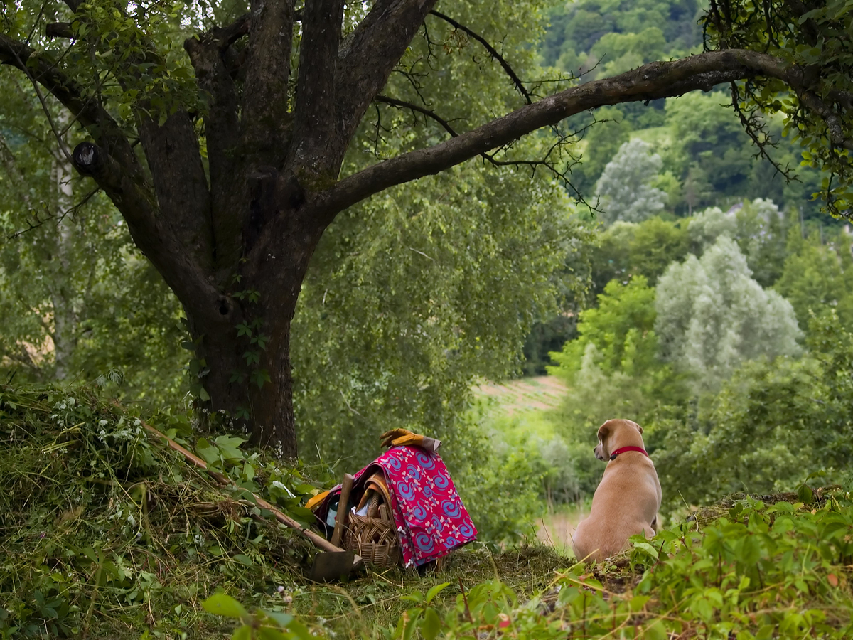 Healing Gardens, Sacred Gardens and Serenity Gardens = Remembering