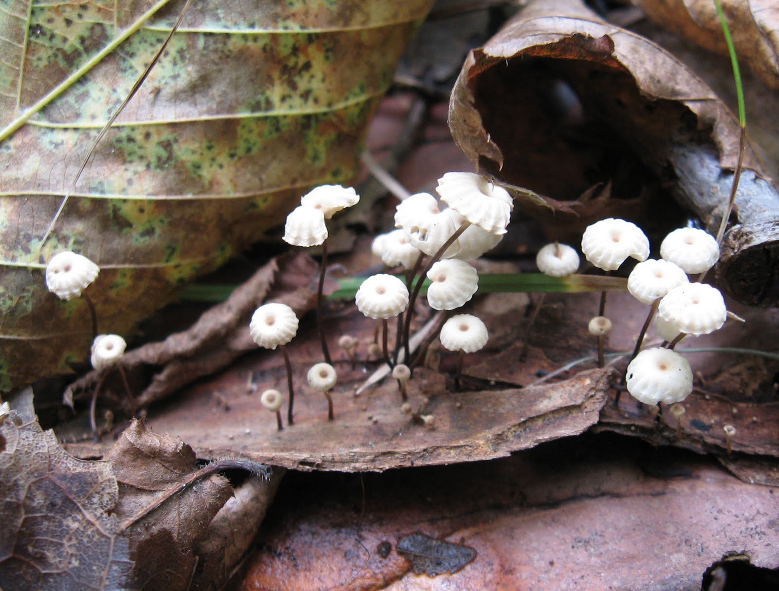 Tangled Web: More Miscellaneous Mushroom Portraits ...