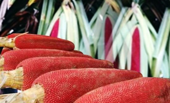 Benefits of Buah Merah Mix: Health Benefits of Buah Merah