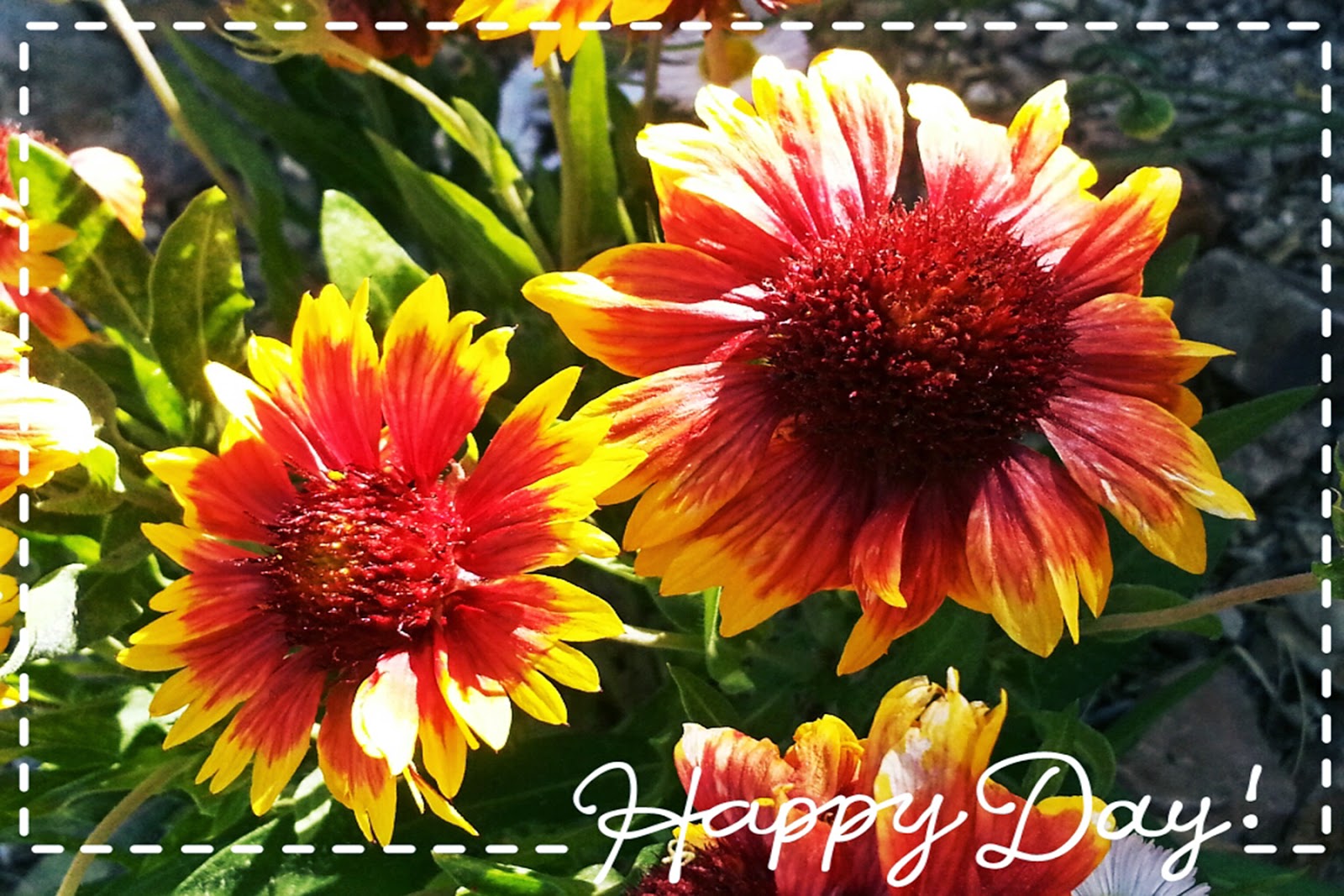 One Postcard a Day: Firewheel