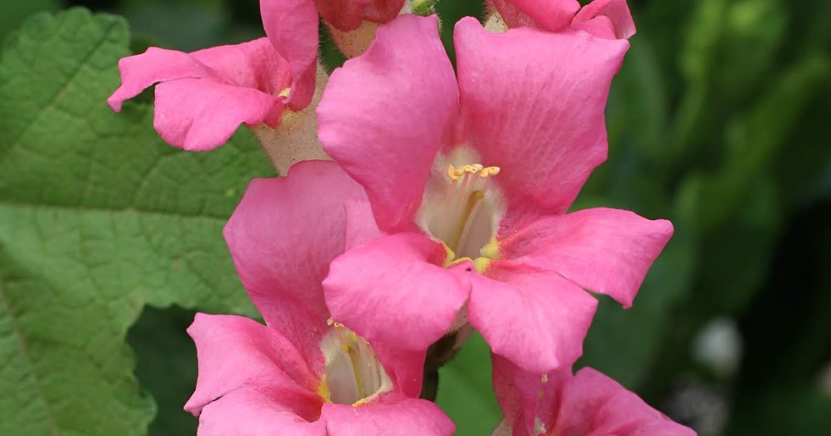 Norm's Nursery: That Chantilly Thang