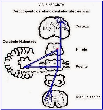 CLASES DE MEDICINA: NEUROLOGIA 1