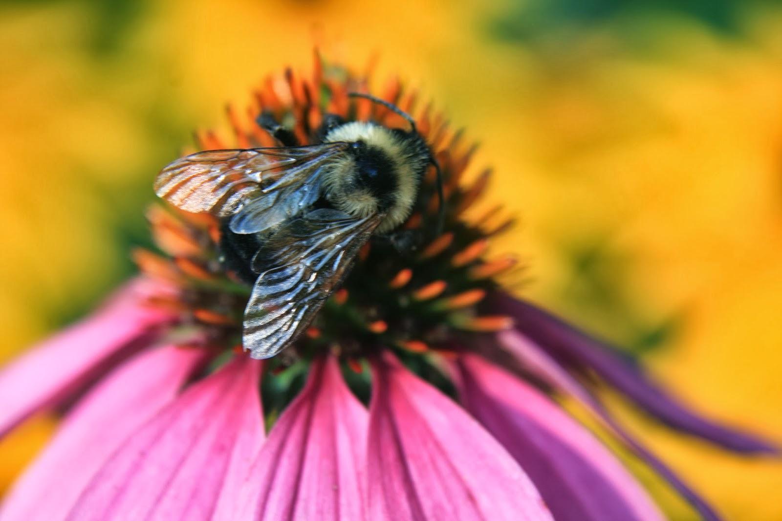 The Skillful Bee: Honey Love