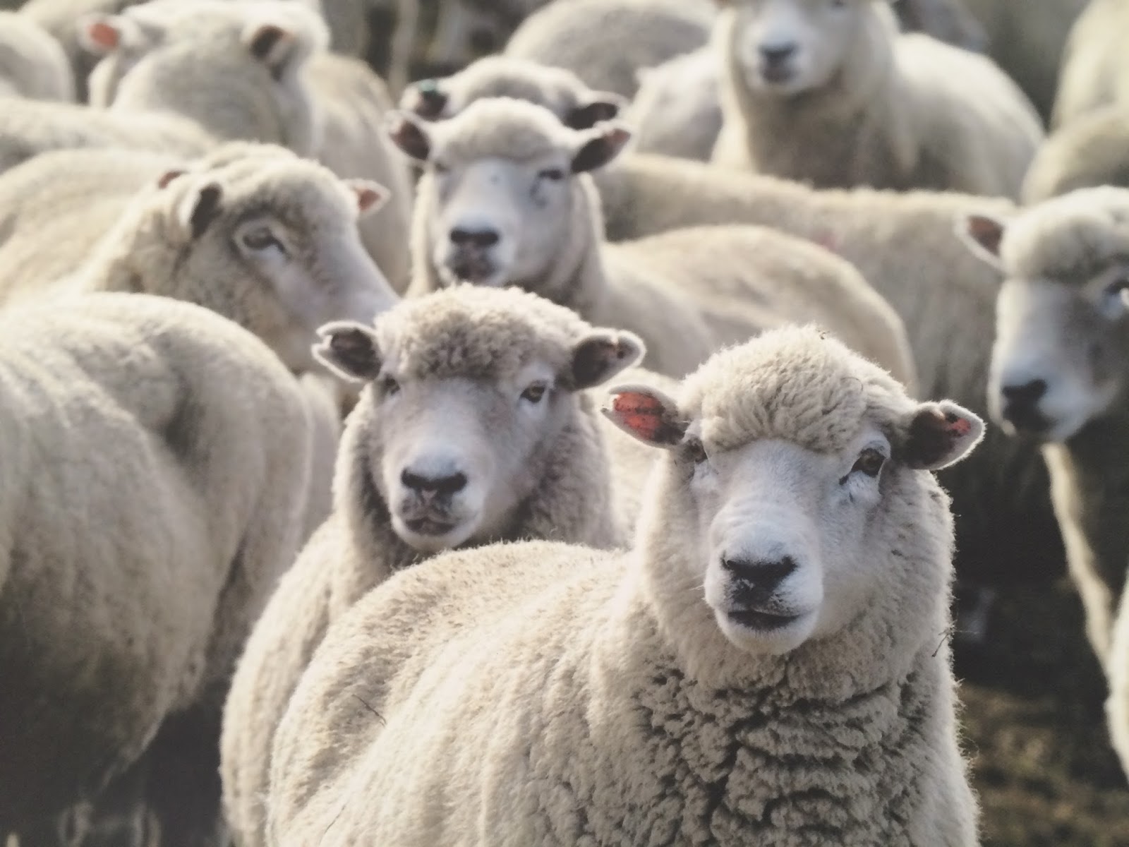 Ann and Ned Down Under: Lots of Sheep and Scottish Presbyterians