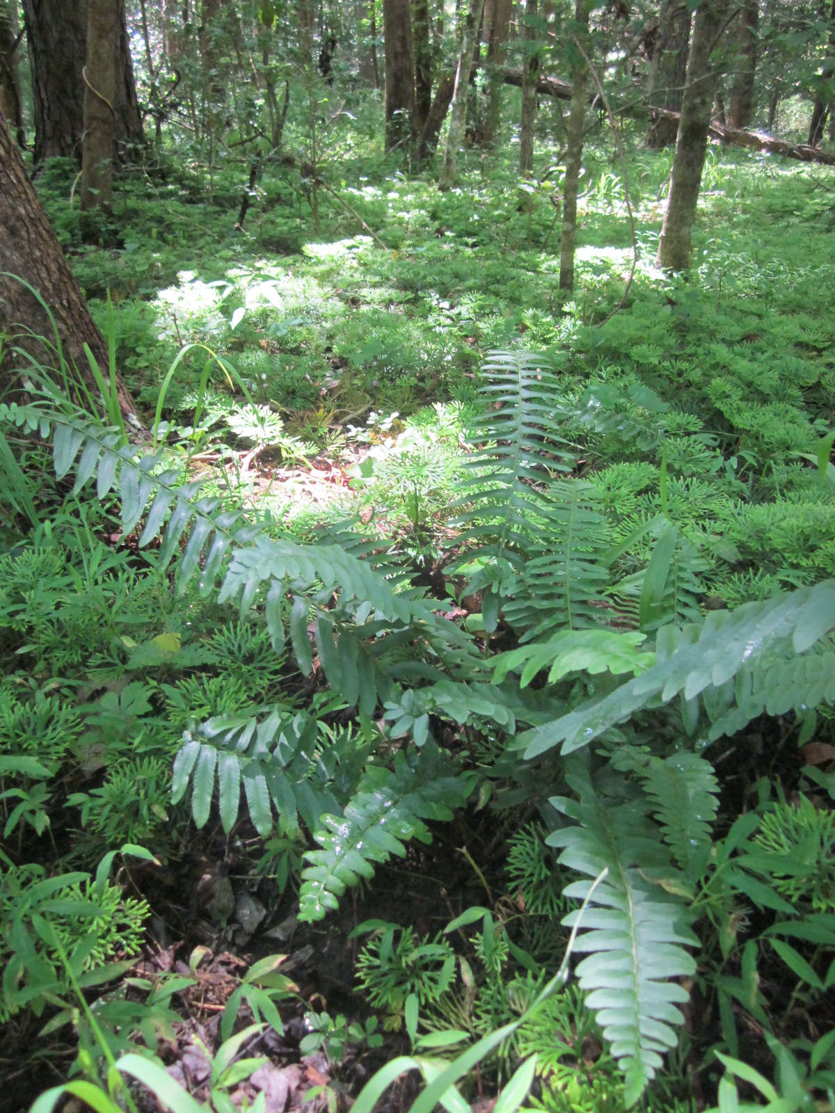 Travel NC With Kids: Holly Discovery Trail at Lake James State Park ...