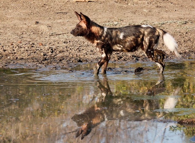 Zambezi Traveller Blogspot: Research expert leads wild dog safaris in ...