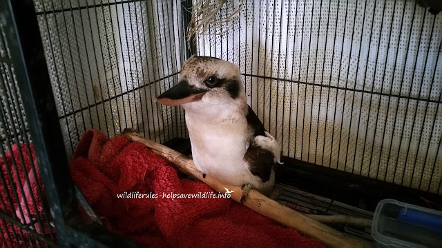 Kookaburra | Kooka rescue