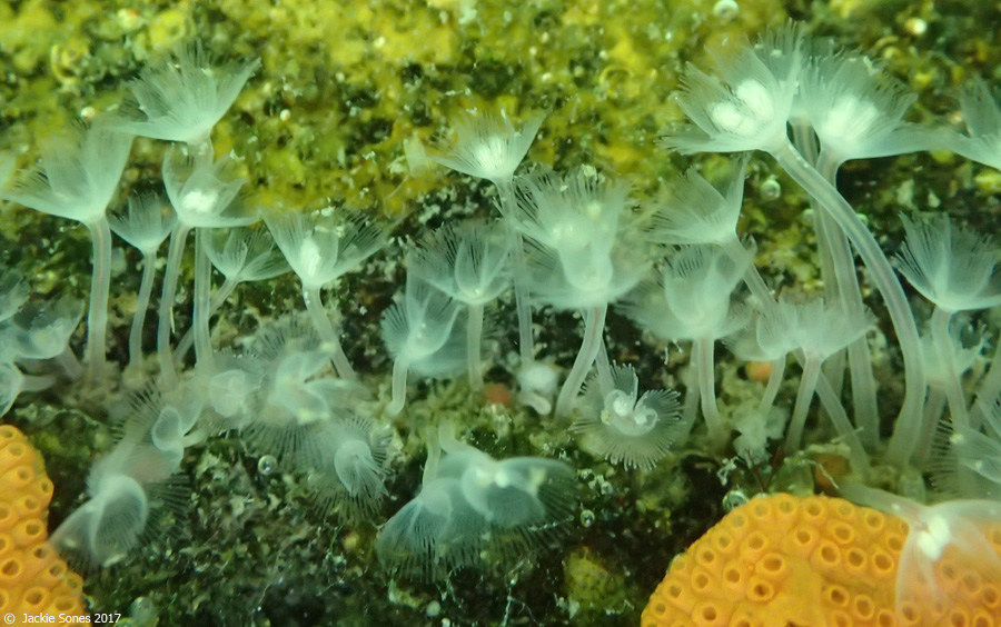 The Natural History of Bodega Head: Phoronids for the Fourth