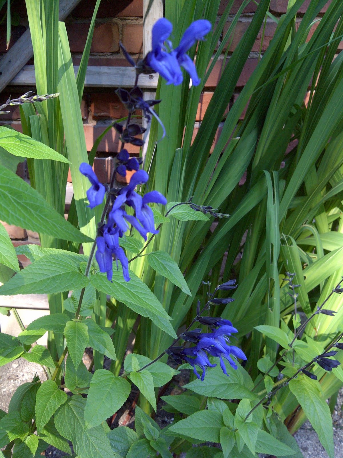 Caerulean Skies: August 2011