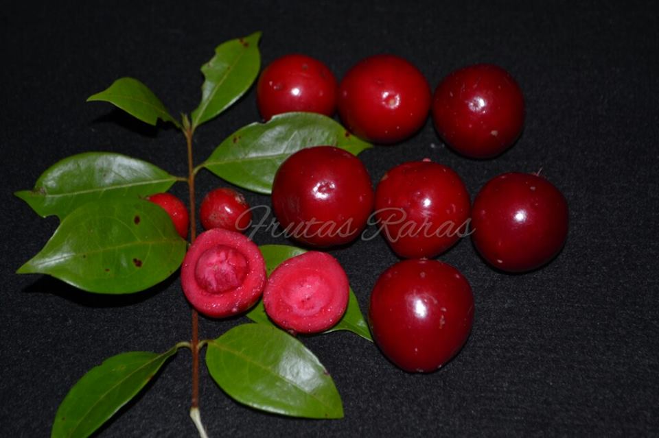 Eugenia patrisii - Ubaia-rubi-da-Amazônia