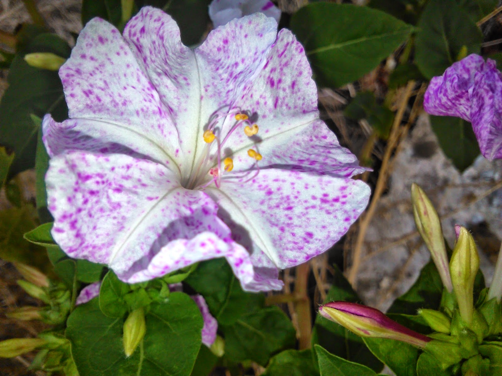 majaillaflor: las flores de san pedro