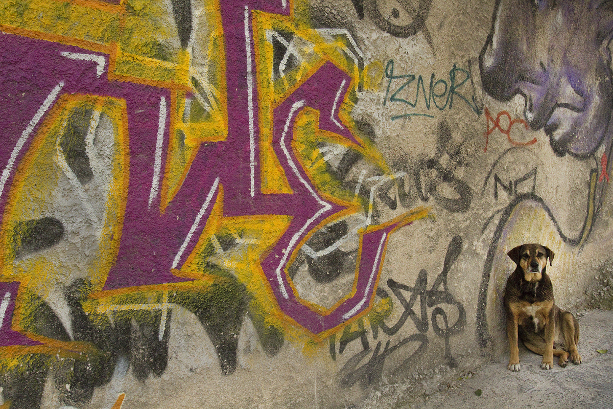 Stephanie Seguino Photography: Graffiti dog
