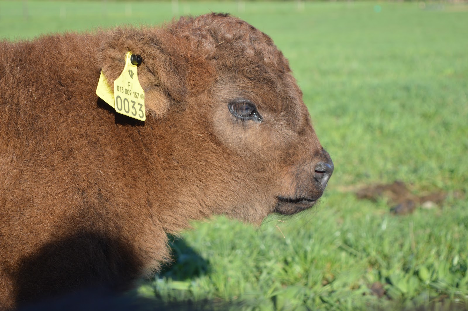 Boe's Highland Cattle: D-vasikat / D-kalvar (2018)