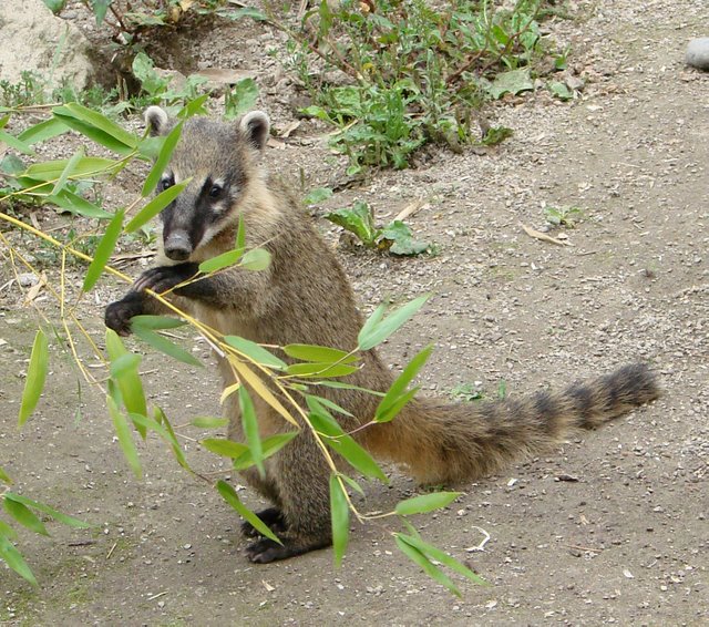 Coati